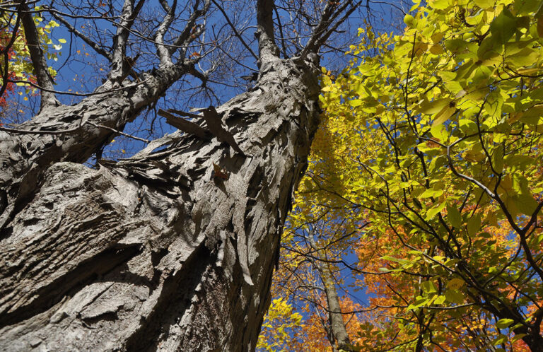 Le caryer ovale : arbre emblème de la ville - Ville de Saint-Jean-sur ...